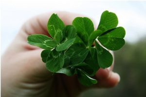 Finding the Elusive 56-Leaf Clover